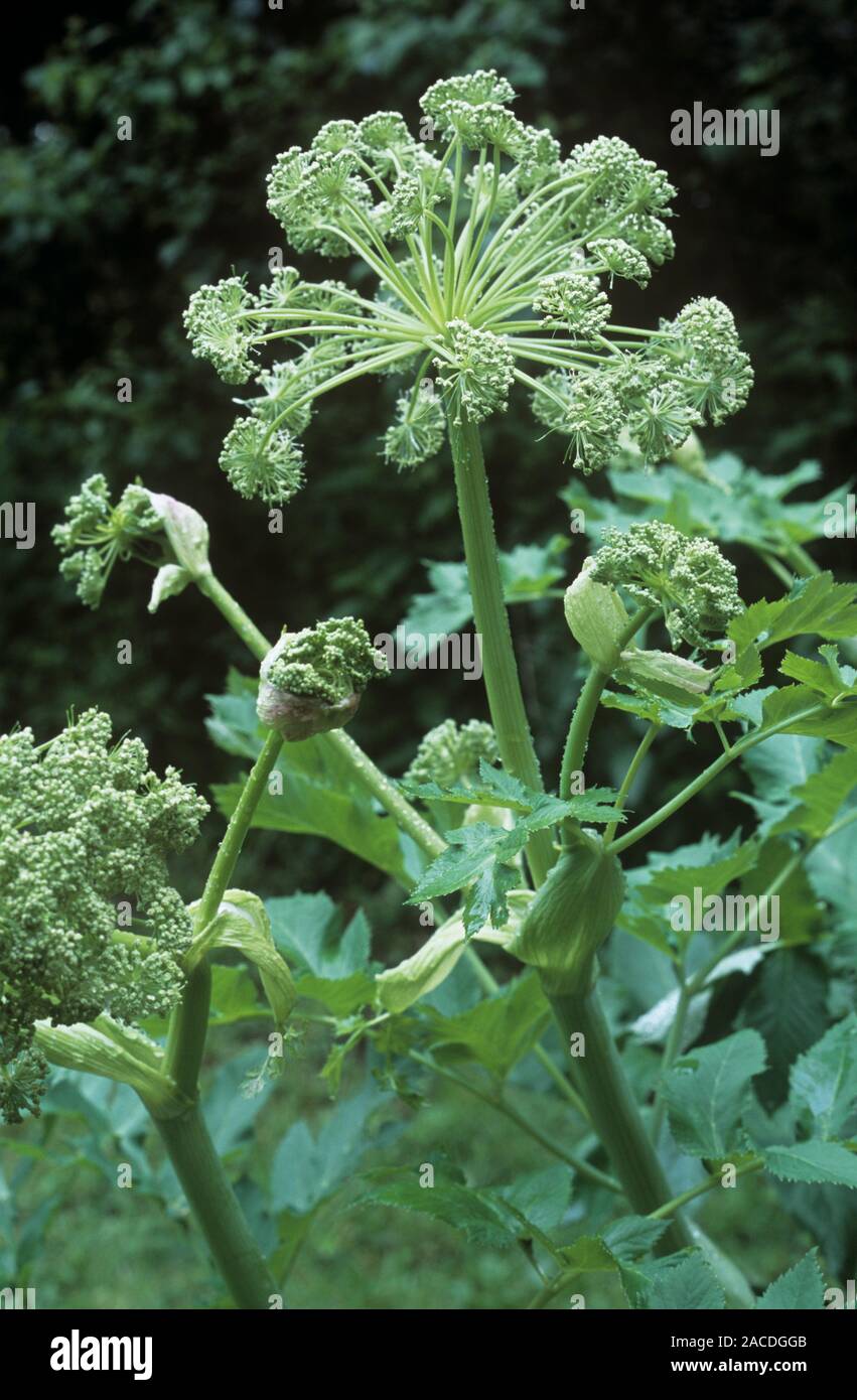 Angelica flower heads (Angelica archangelica). This plant has a history ...
