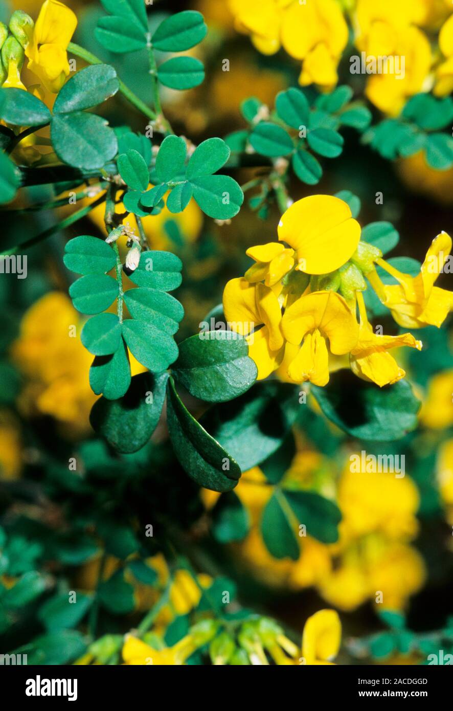 Scorpion senna (Coronilla emerus). This plant is a diuretic and is ...