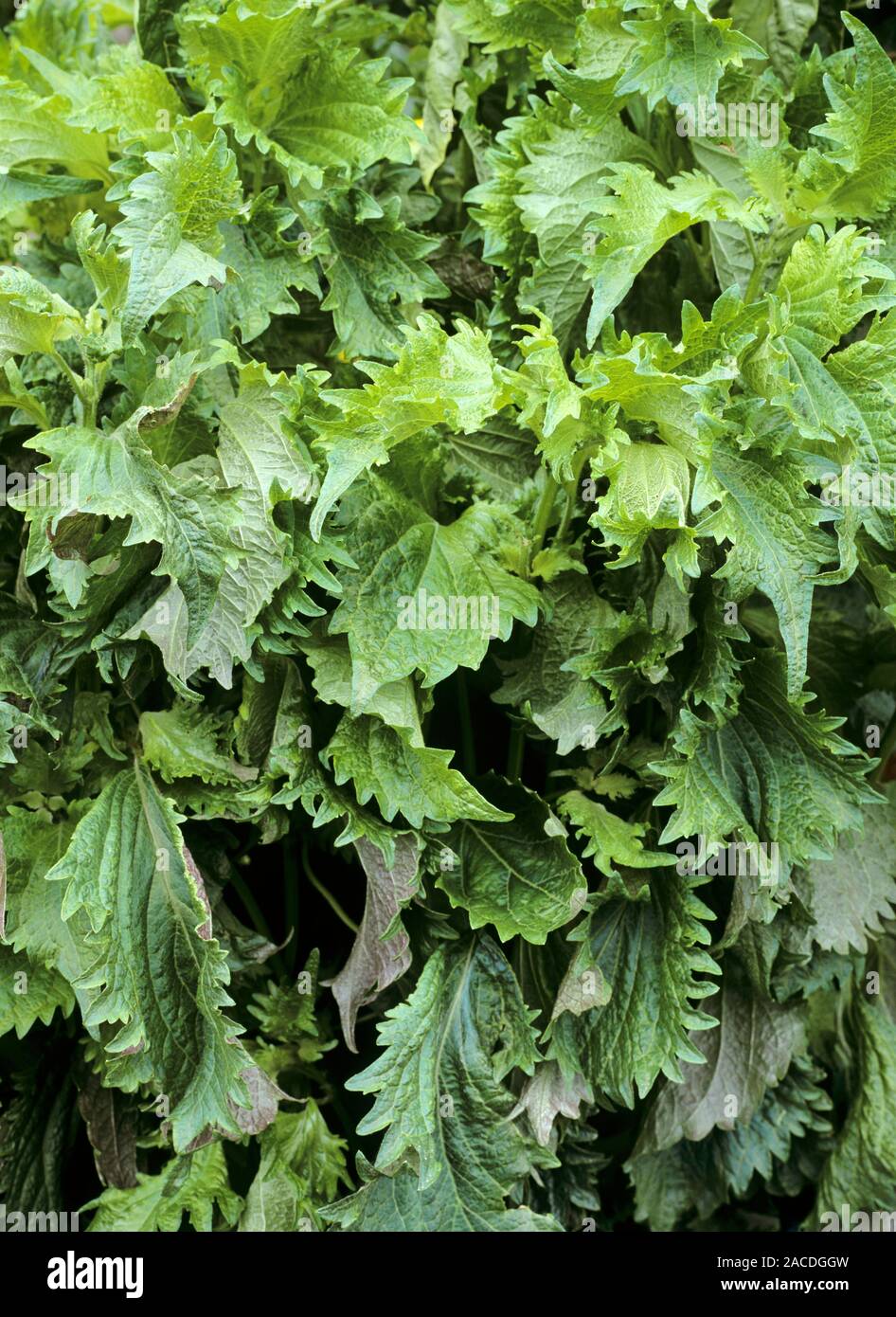 Japanese basil leaves (Perilla frutescens). This edible plant is used ...