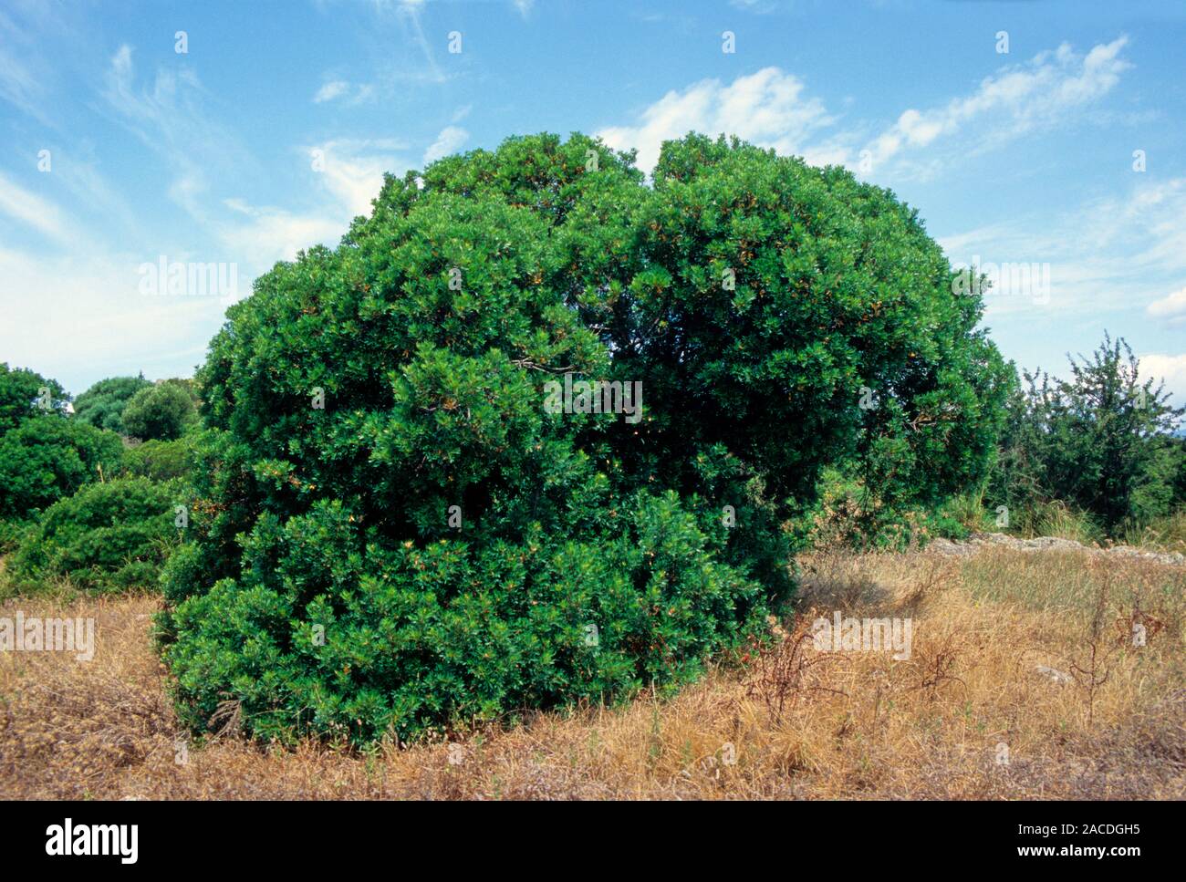 Mastic tree (Pistacia lentiscus). This plant is the source of mastic ...