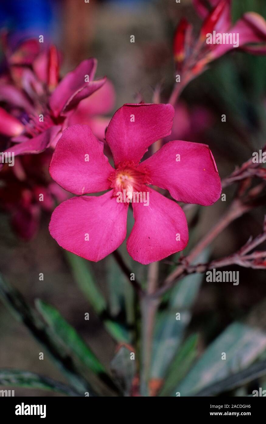 Oleander flower (Nerium oleander). The whole of this plant is extremely ...