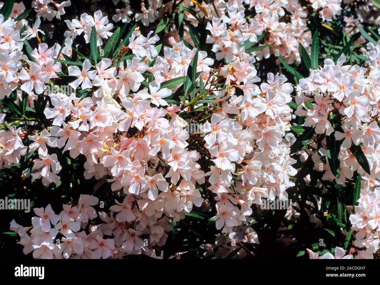 Oleander flowers (Nerium oleander). The whole of this plant is ...