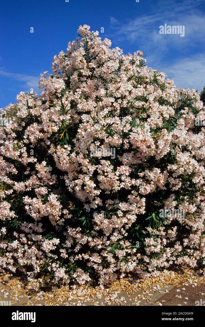Oleander flowers (Nerium oleander). The whole of this plant is ...