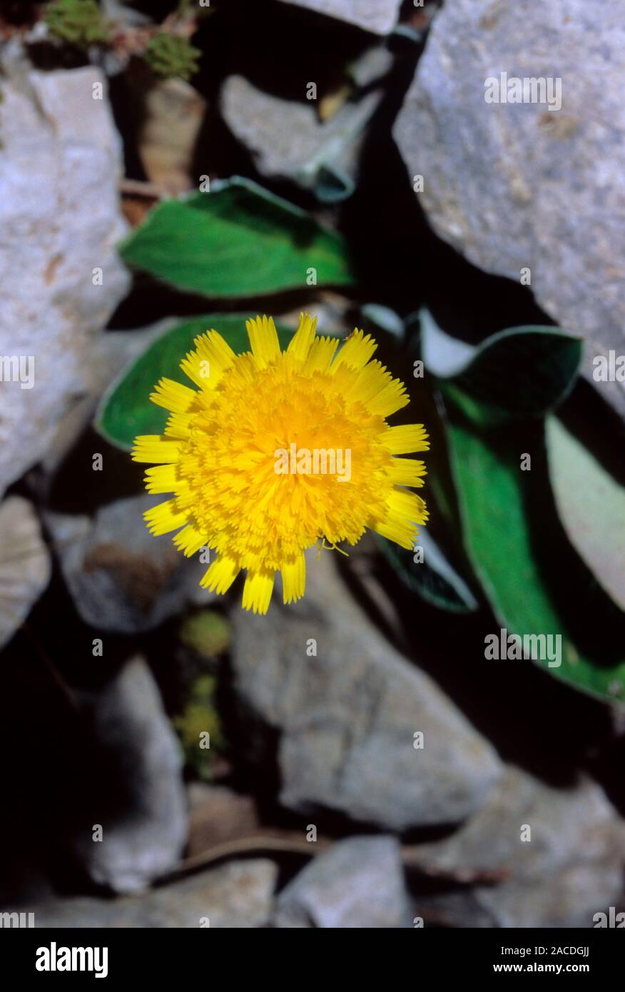 Mouse-ear hawkweed flower (Pilosella officinarum). This plant is used ...