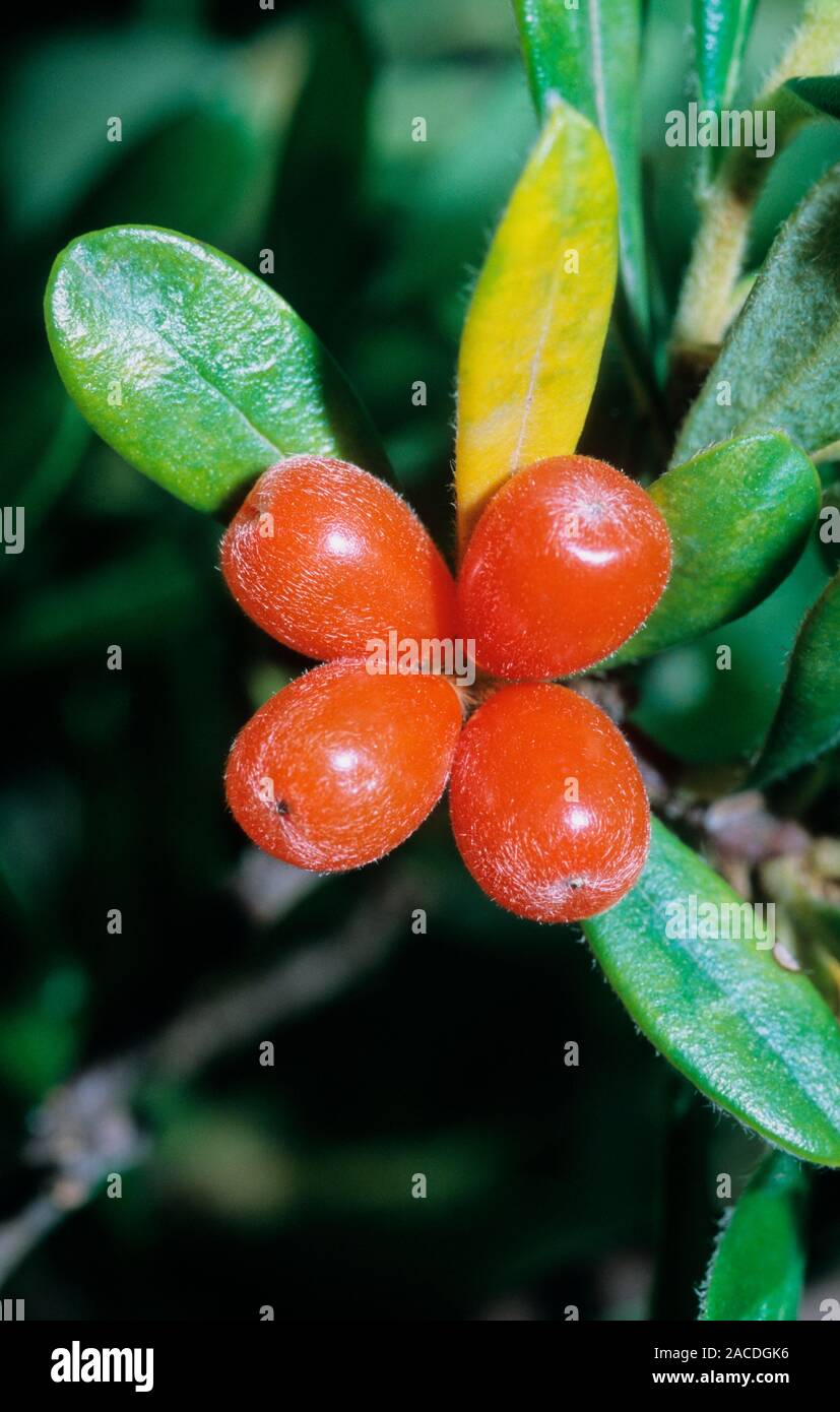 Daphne sericea fruit Stock Photo - Alamy