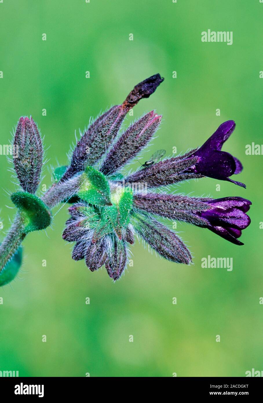 Alkanet flower (Anchusa officinalis). This plant has some medicinal ...