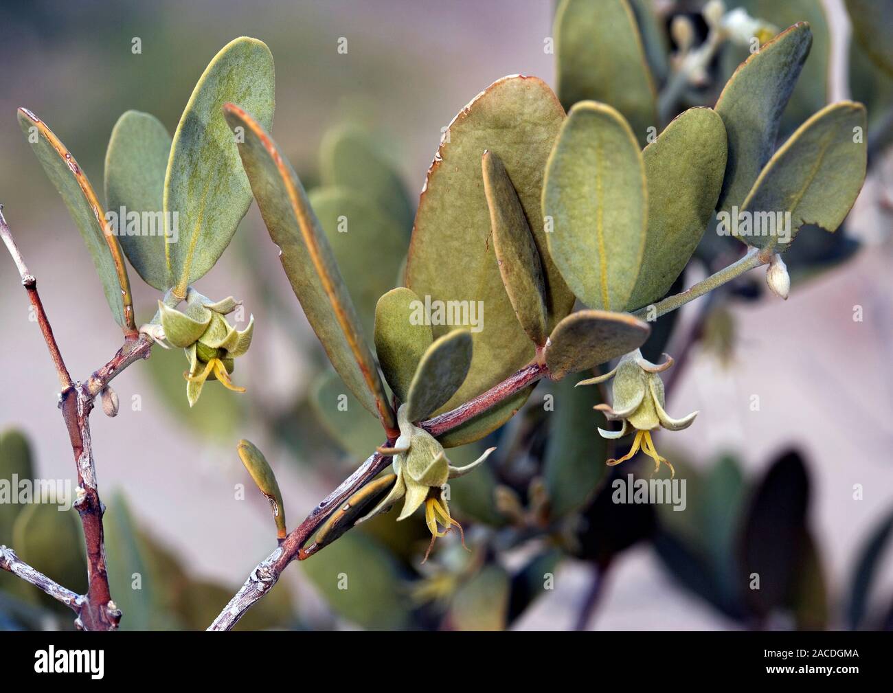 Female jojoba flowers (Simmondsia chinensis). The seeds of this shrub ...
