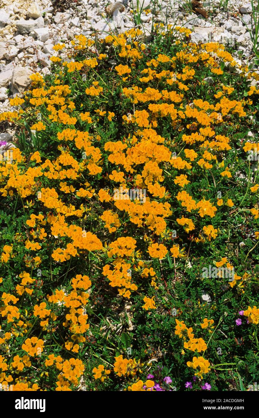Bird's foot trefoil (Lotus corniculatus). All parts of this plant are ...