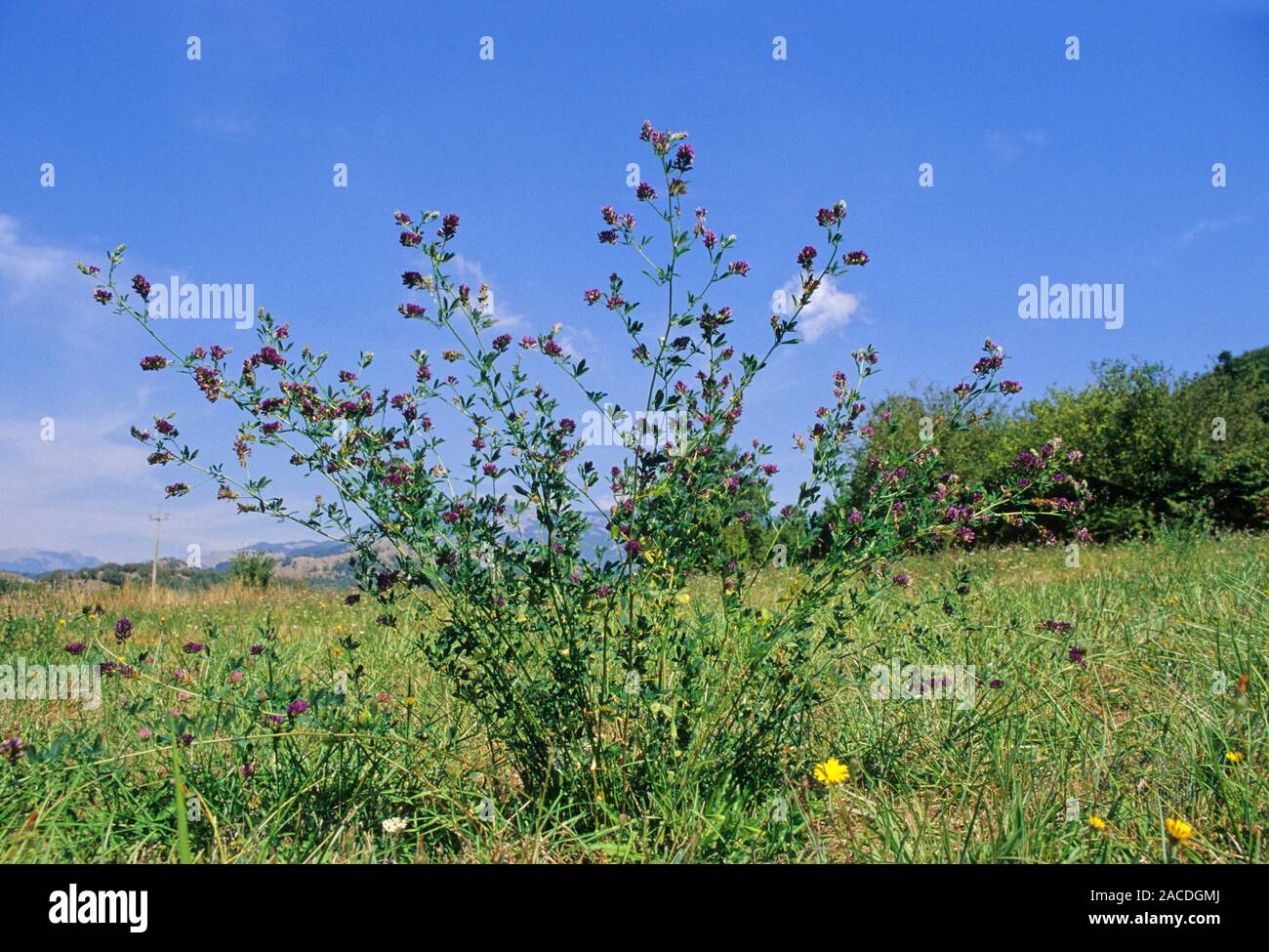 Alfalfa flowers (Medicago sativa). This plant is used as a natural ...