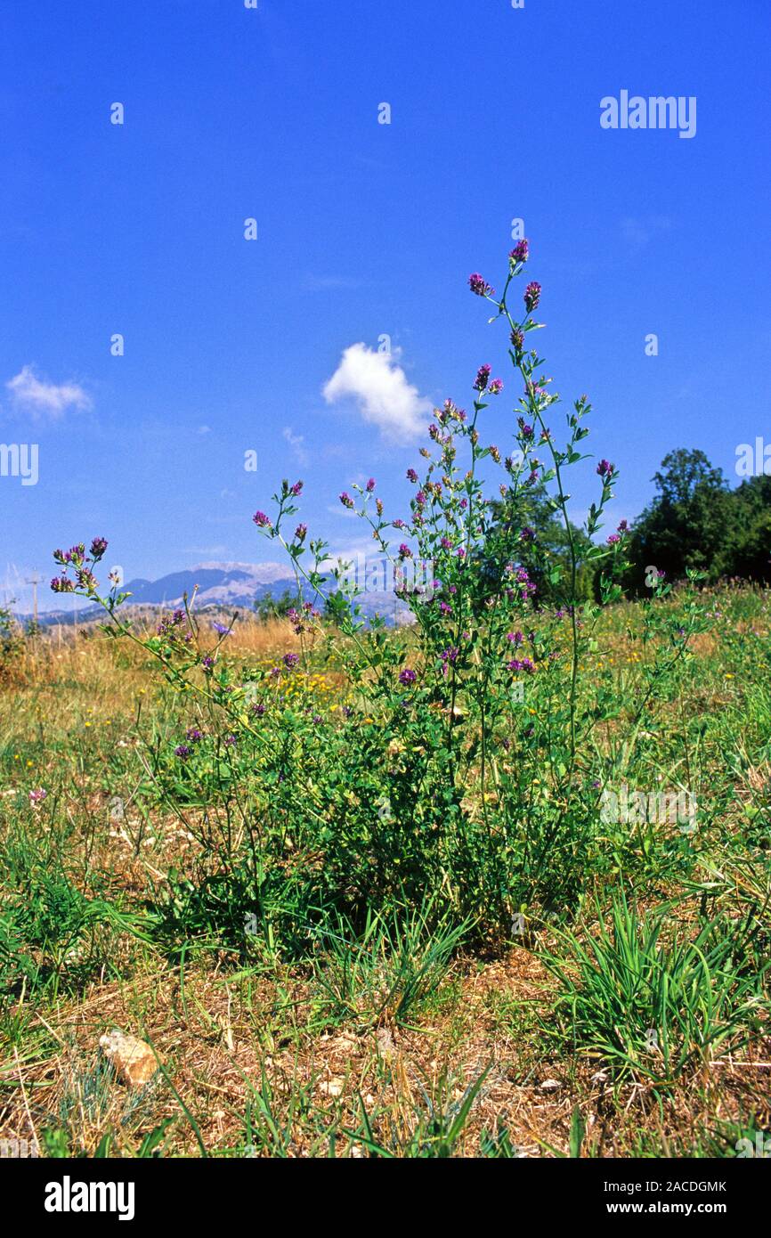 Alfalfa flowers (Medicago sativa). This plant is used as a natural ...