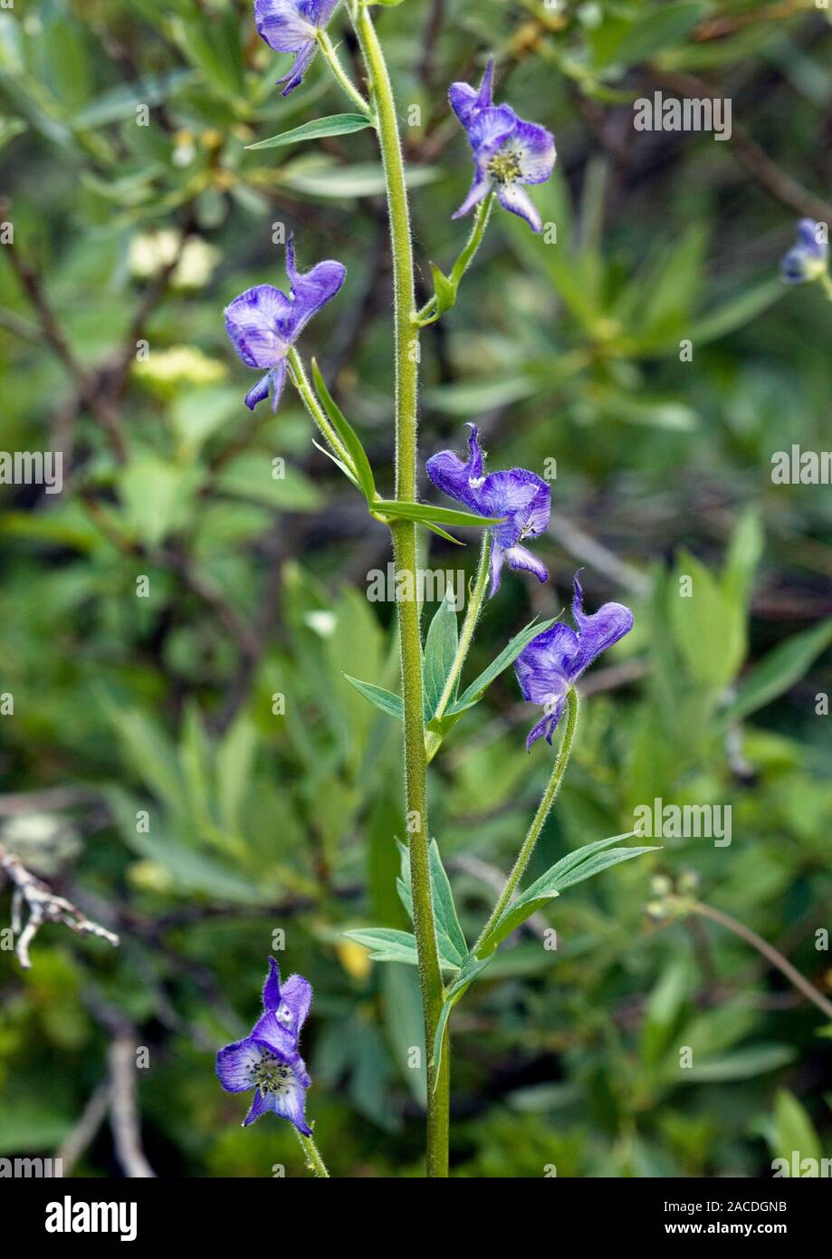 Columbian monkshood flowers (Aconitum columbianum). This plant contains ...