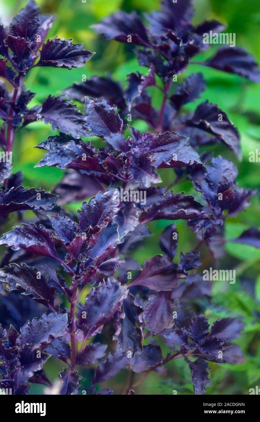 Purple leaf basil (Ocimum basilicum). Basil is used as an ingredient in ...