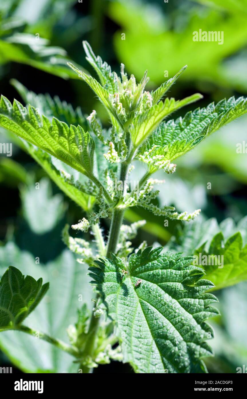 Stinging nettles (Urtica dioica). This perennial plant is well know for ...