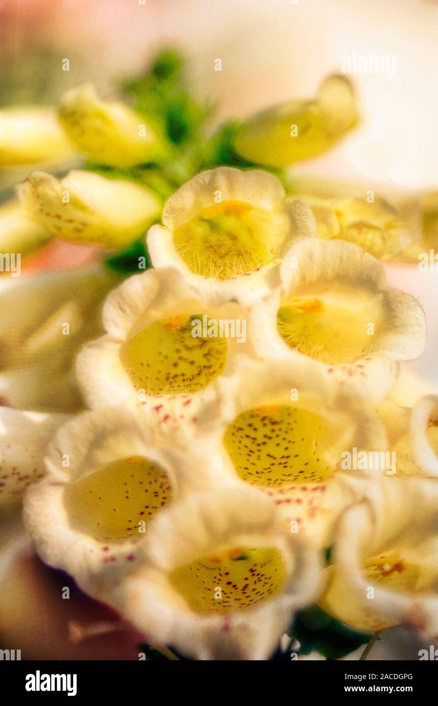 Common foxglove (Digitalis purpurea). This plant has long been used in ...