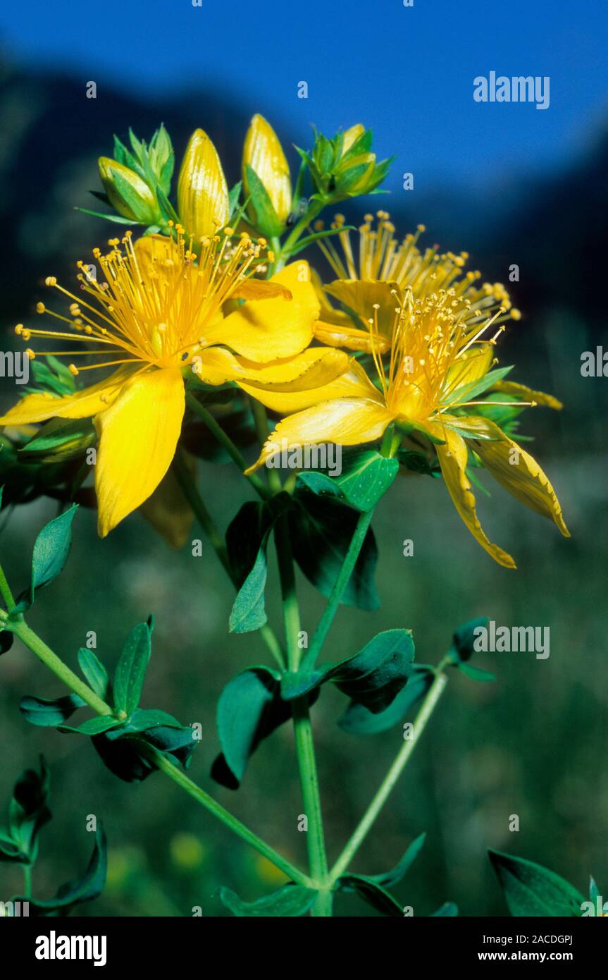 St John's wort flowers (Hypericum perforatum). This plant is used in ...
