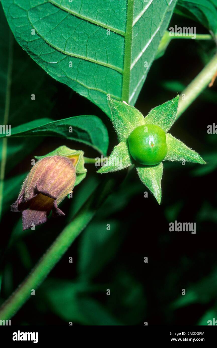 Deadly nightshade (Atropa belladonna). The leaves and berries of this ...