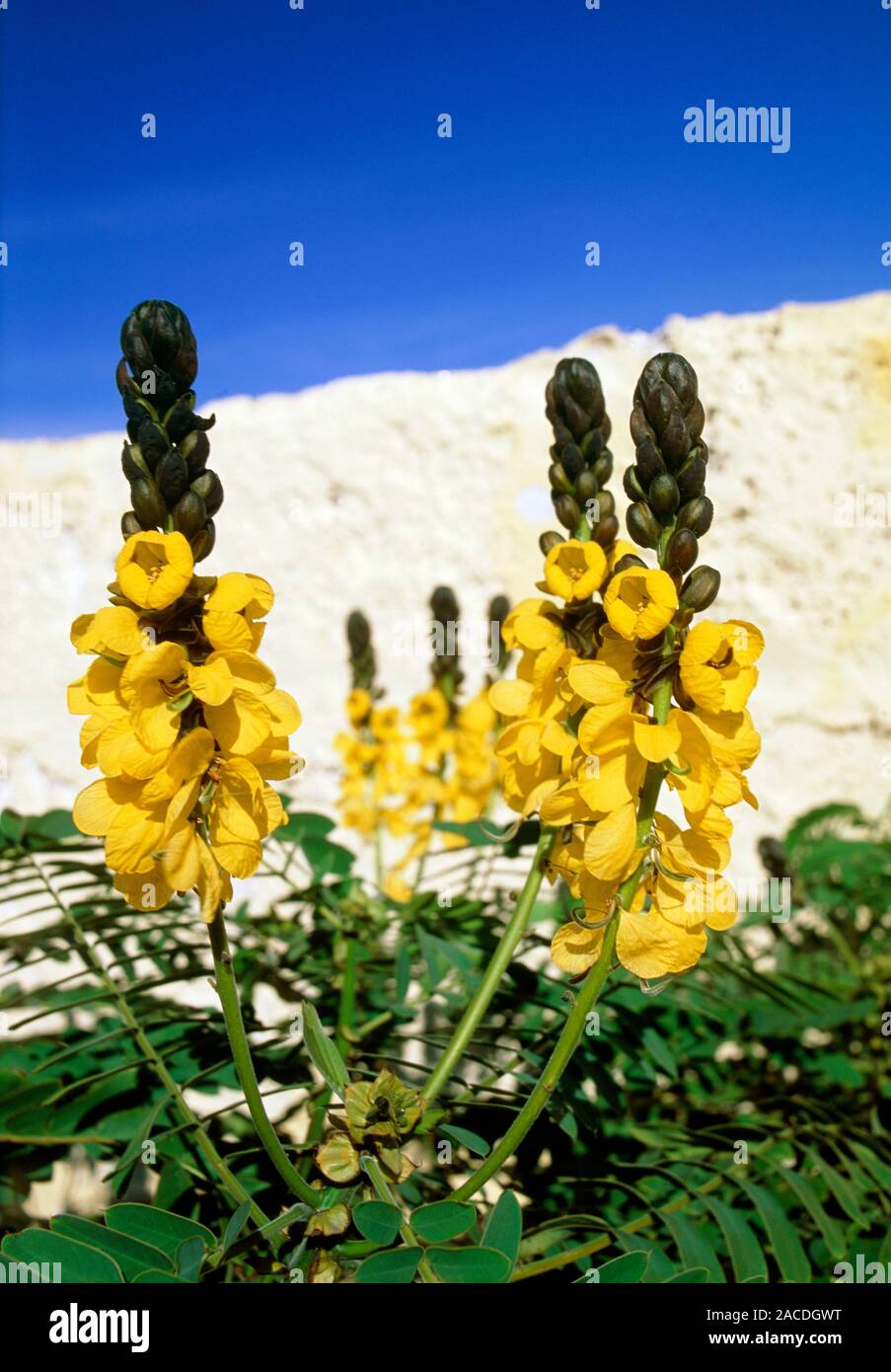 African senna flowers (Senna didymobotrya). This plant is poisonous ...