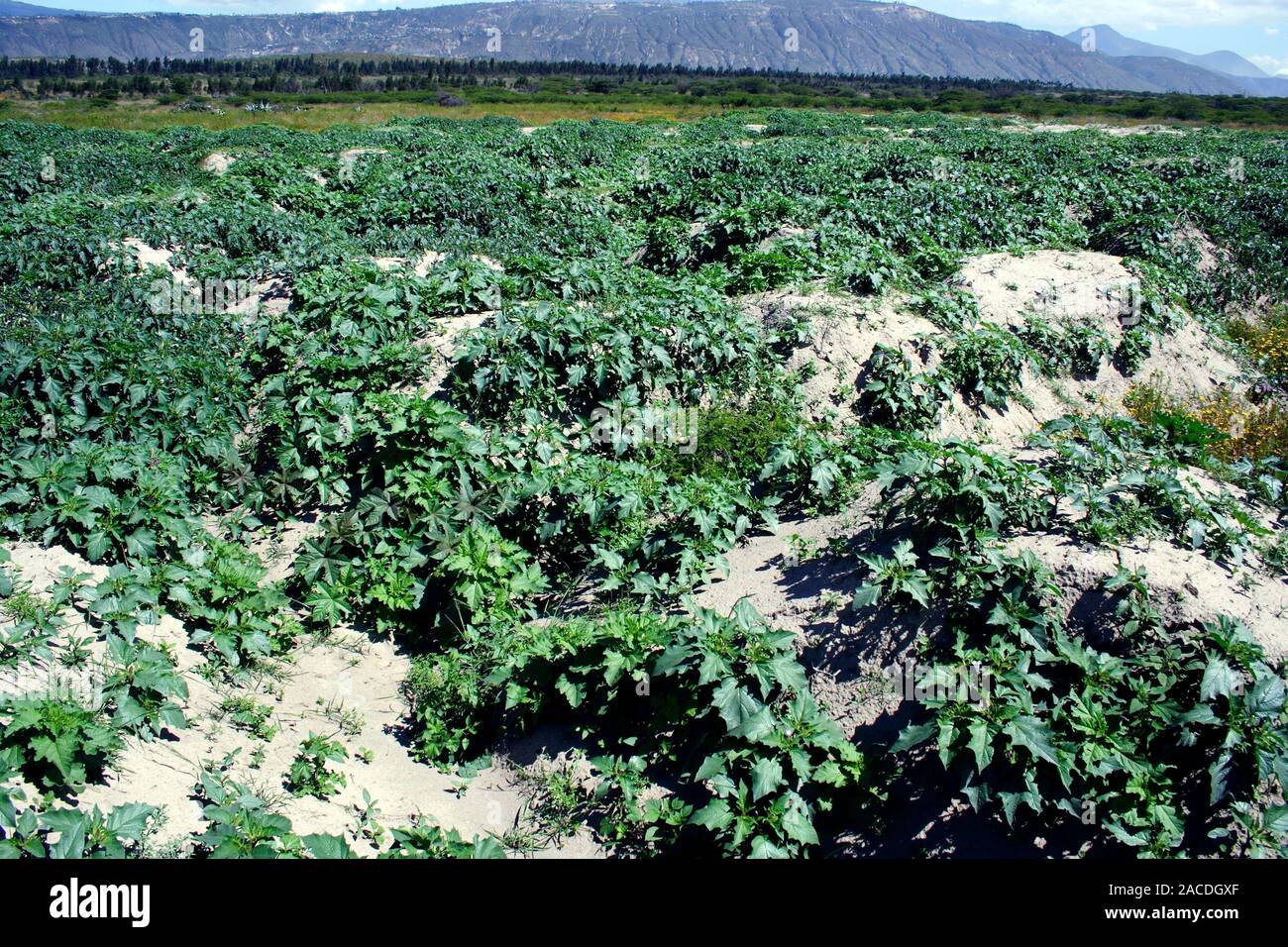Thorn apple plants (Datura stramonium) growing on recently disturbed ...
