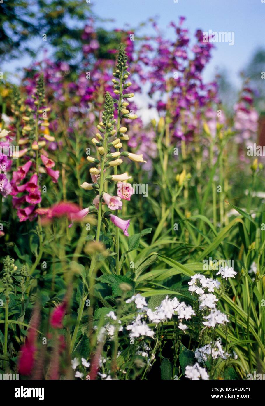 Foxglove flowers (Digitalis sp., centre) in a summer border Stock Photo ...