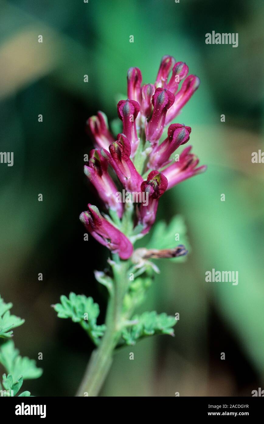 Common fumitory flowers (Fumaria officinalis). This plant is used in ...