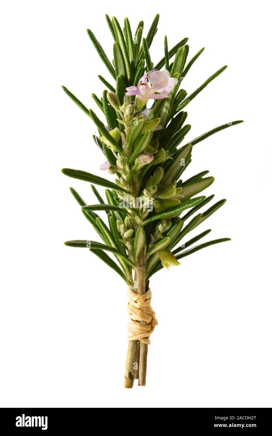 Rosemary (Rosmarinus officinalis). This plant is used in herbal ...