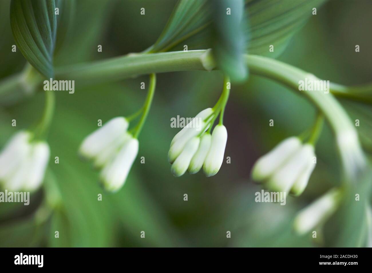 Solomon's seal flowers (Polygonatum sp.). This plant is used in herbal ...