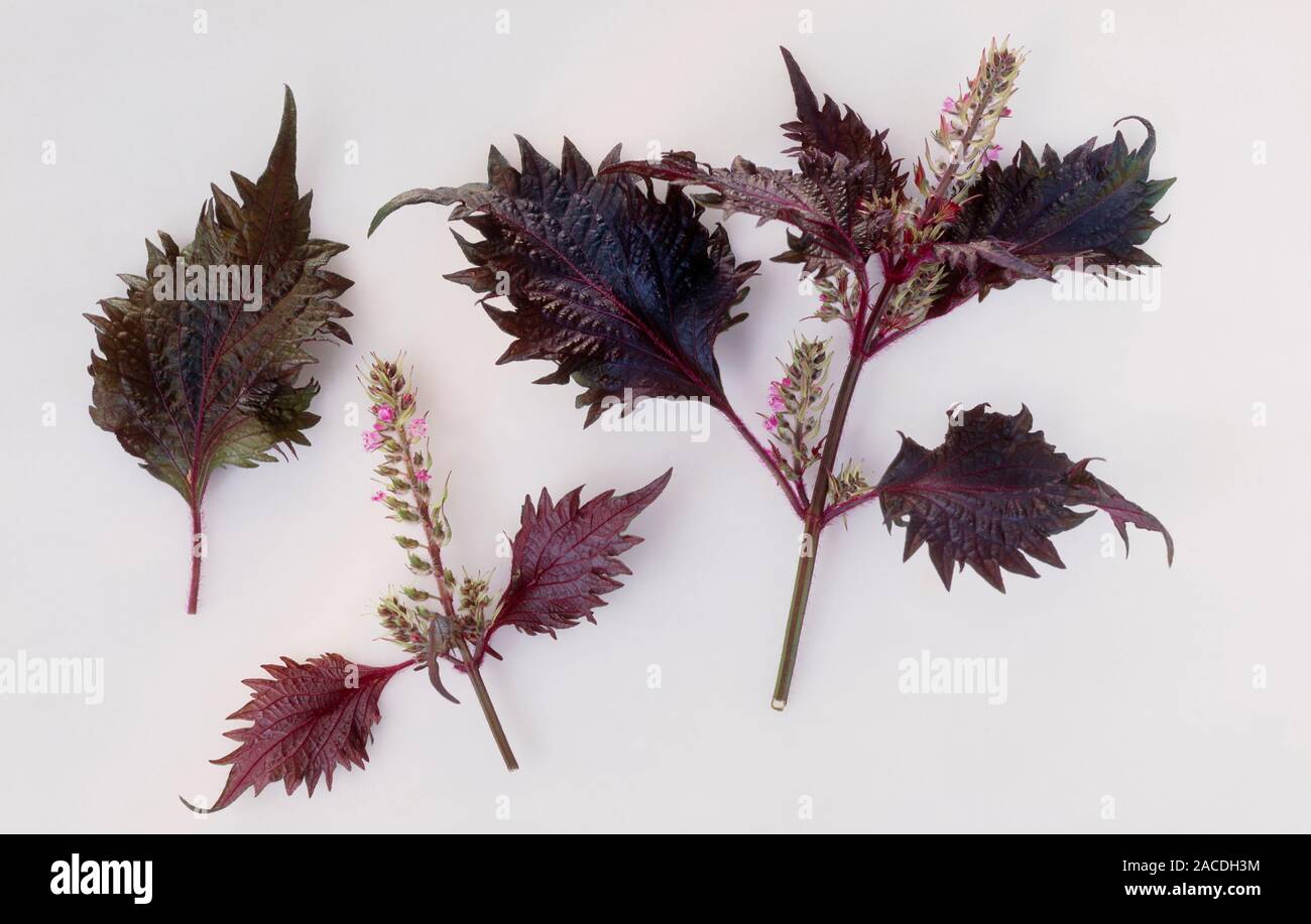 Shiso leaves (Perilla frutescens). This plant, which is also known as ...