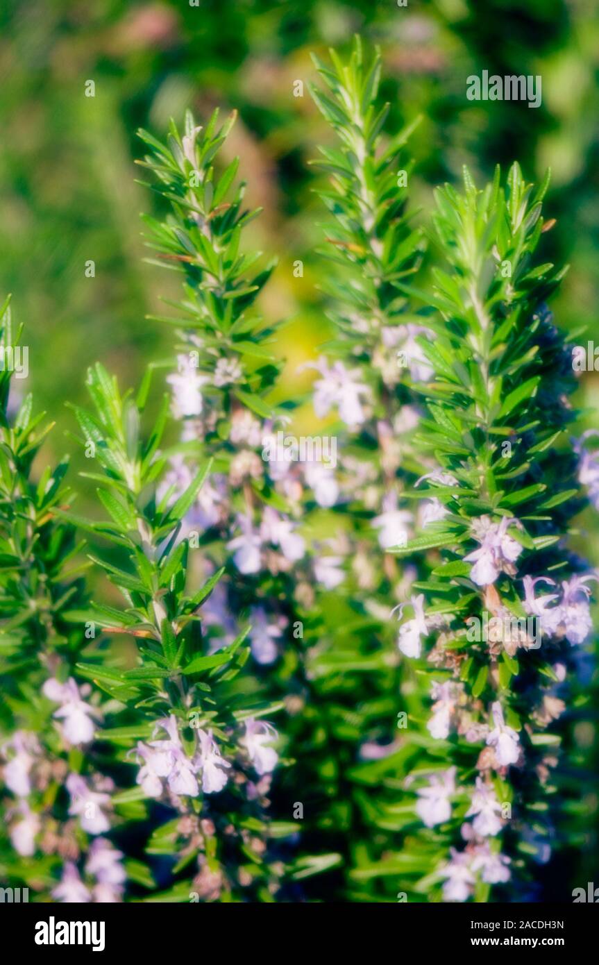 Rosemary (Rosmarinus officinalis). This plant is used in herbal ...