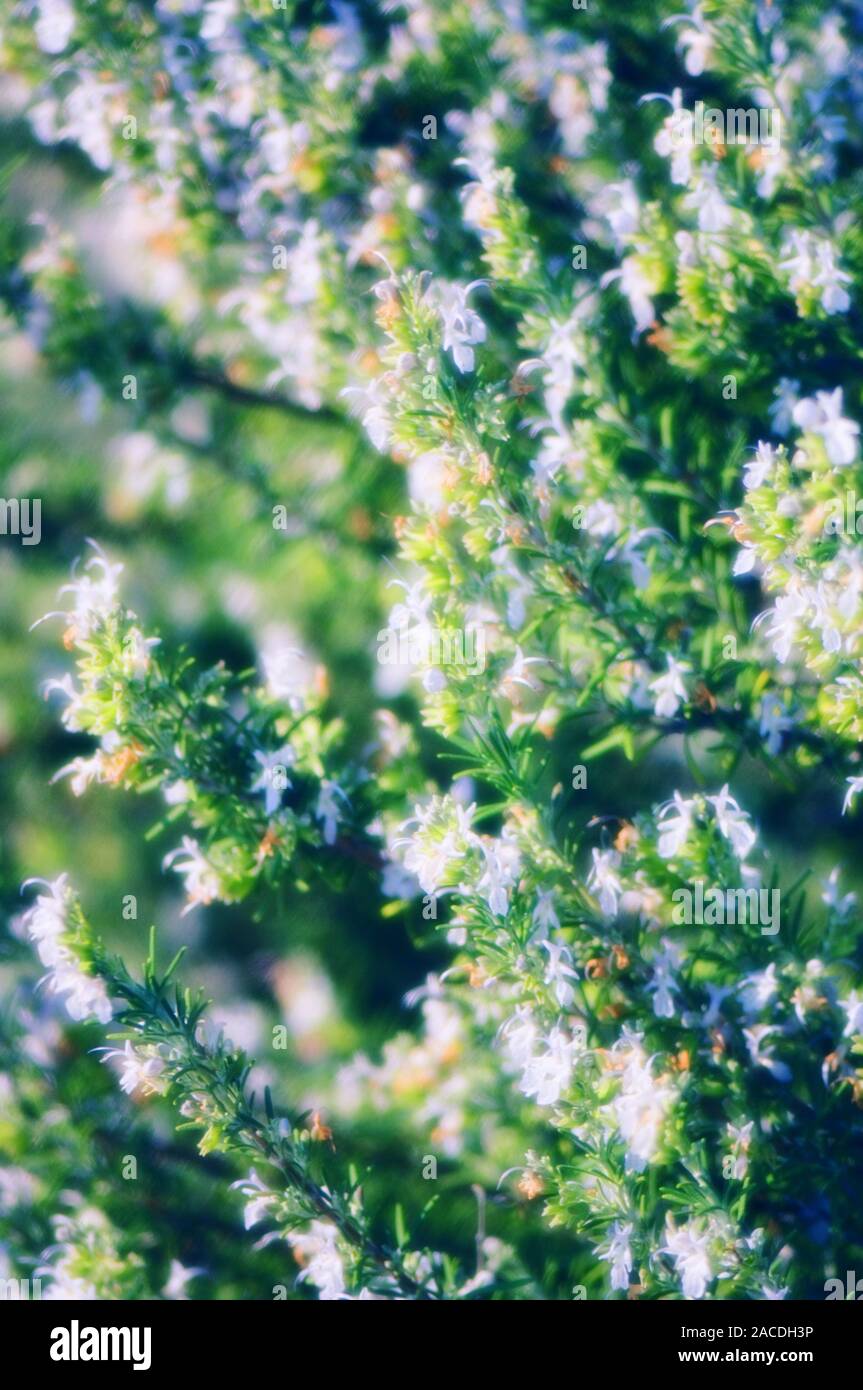 Rosemary (Rosmarinus officinalis). This plant is used in herbal ...