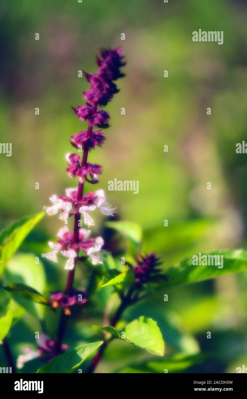 Holy basil (Ocimum sanctum). This plant is used in herbal medicine to ...