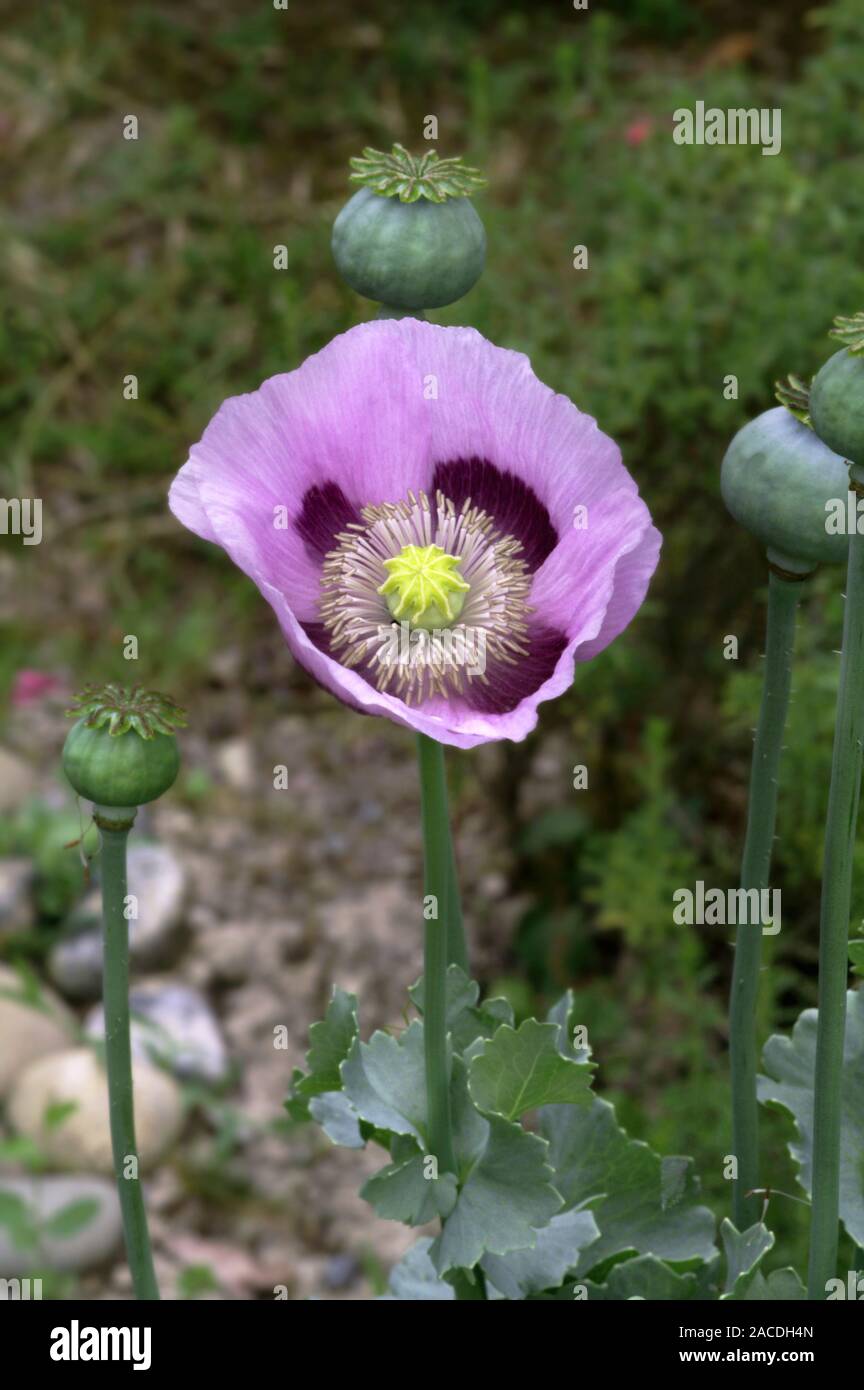 Opium Poppy Flower Opium Poppy (Papaver Somniferum) | UK Delivery