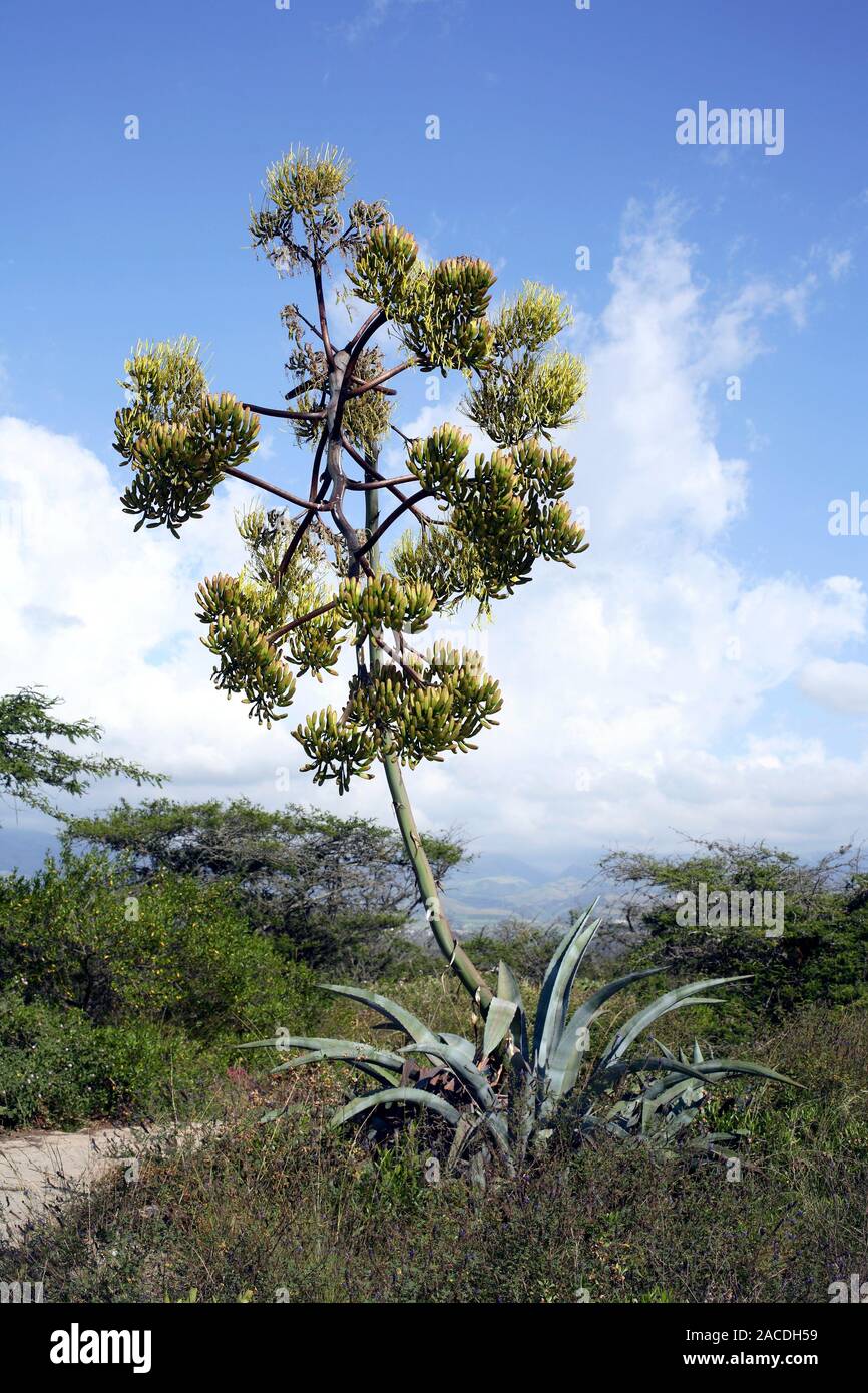 Century plant (Agave americana) in flower. The century plant consists ...