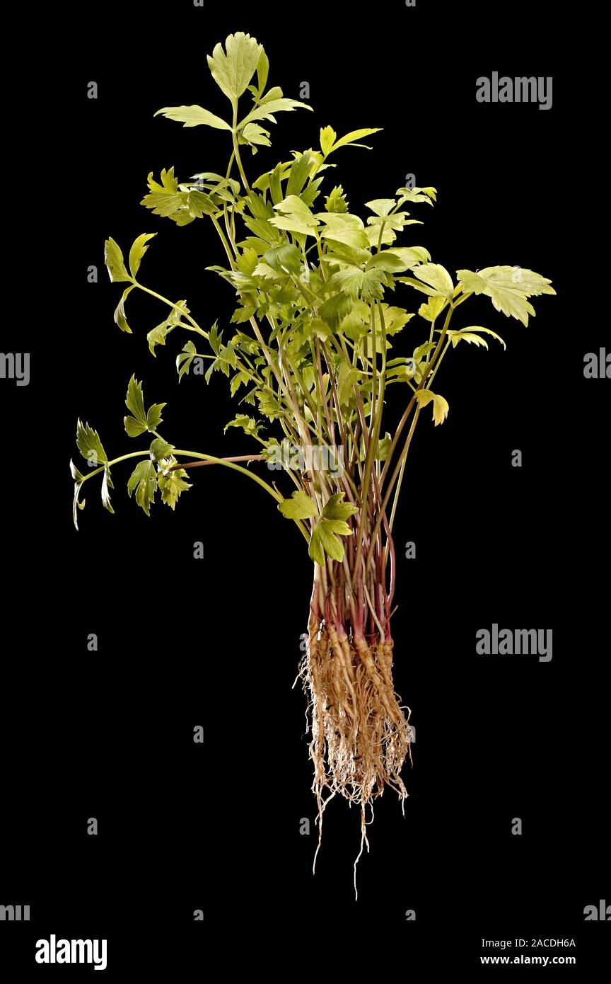 Lovage (Levisticum officinale) plant. The roots, leaves and seeds of ...
