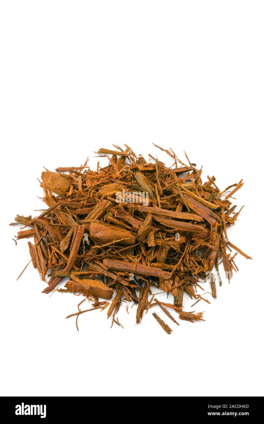 Logwood (Haematoxylon campechianum). Also known as the Bloodwood tree ...