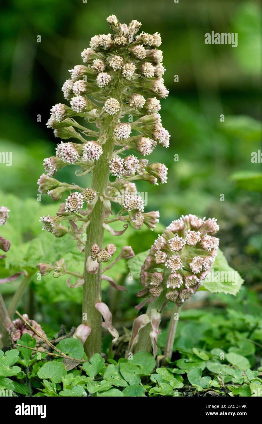 Male butterbur flowers (Petasites hybridus). This plant has been used ...