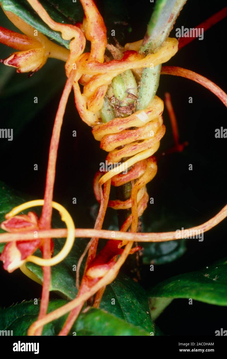 The stem of a plant entwined with dodder, Cuscuta americana. This is a ...