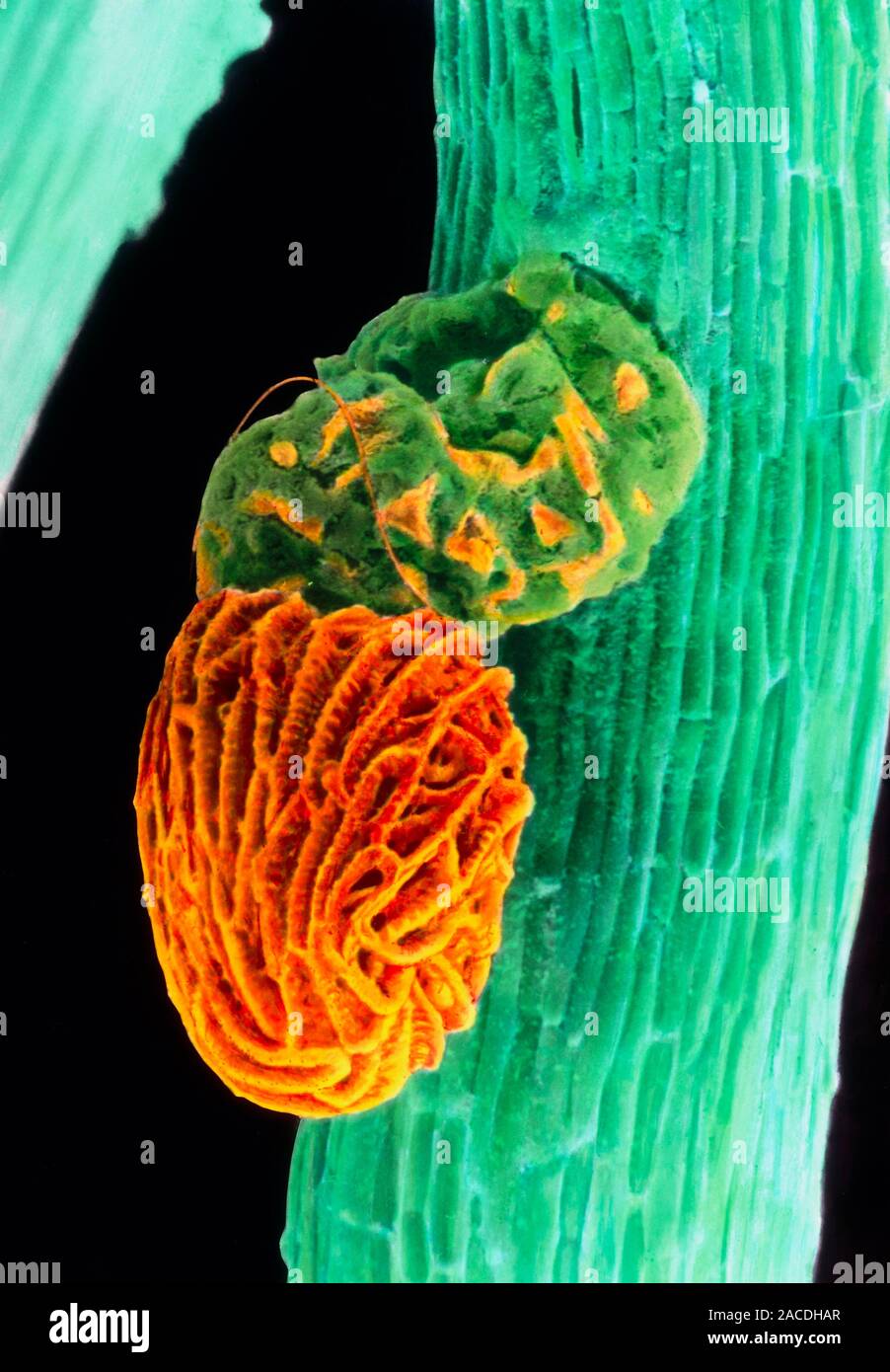 Parasitic plant. Coloured scanning electron micrograph of a parasitic ...