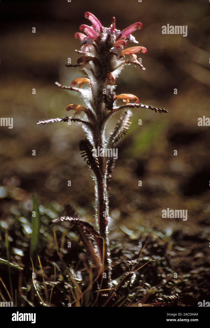 Hairy lousewort (Pedicularis hirsuta) plant. This perennial plant is a ...