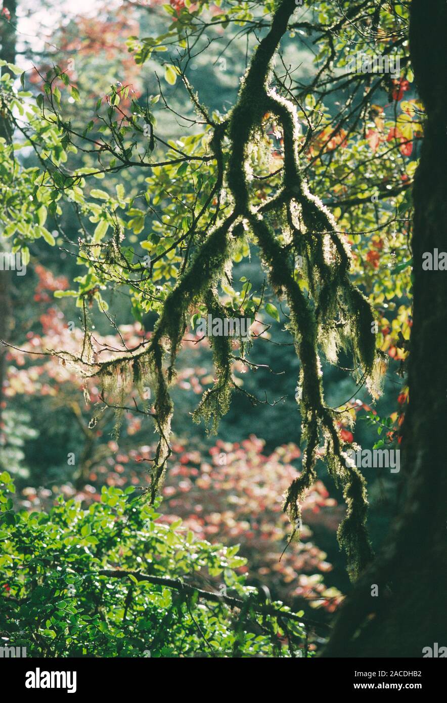 Epiphytic moss hanging from tree branches. This moss uses trees or ...