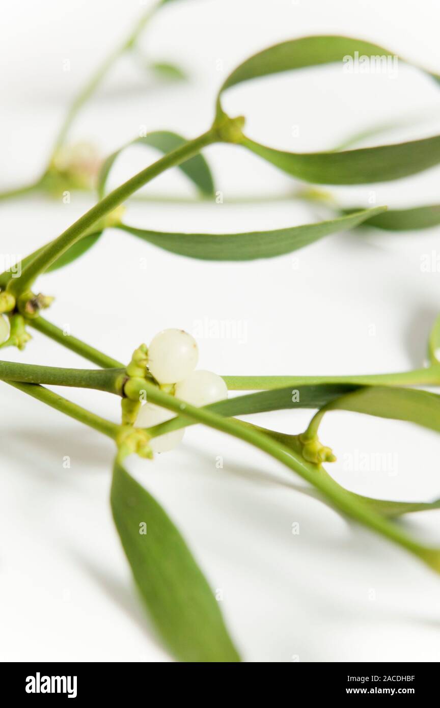 Mistletoe. Sprigs of mistletoe (Viscum album), a parasitic, evergreen ...