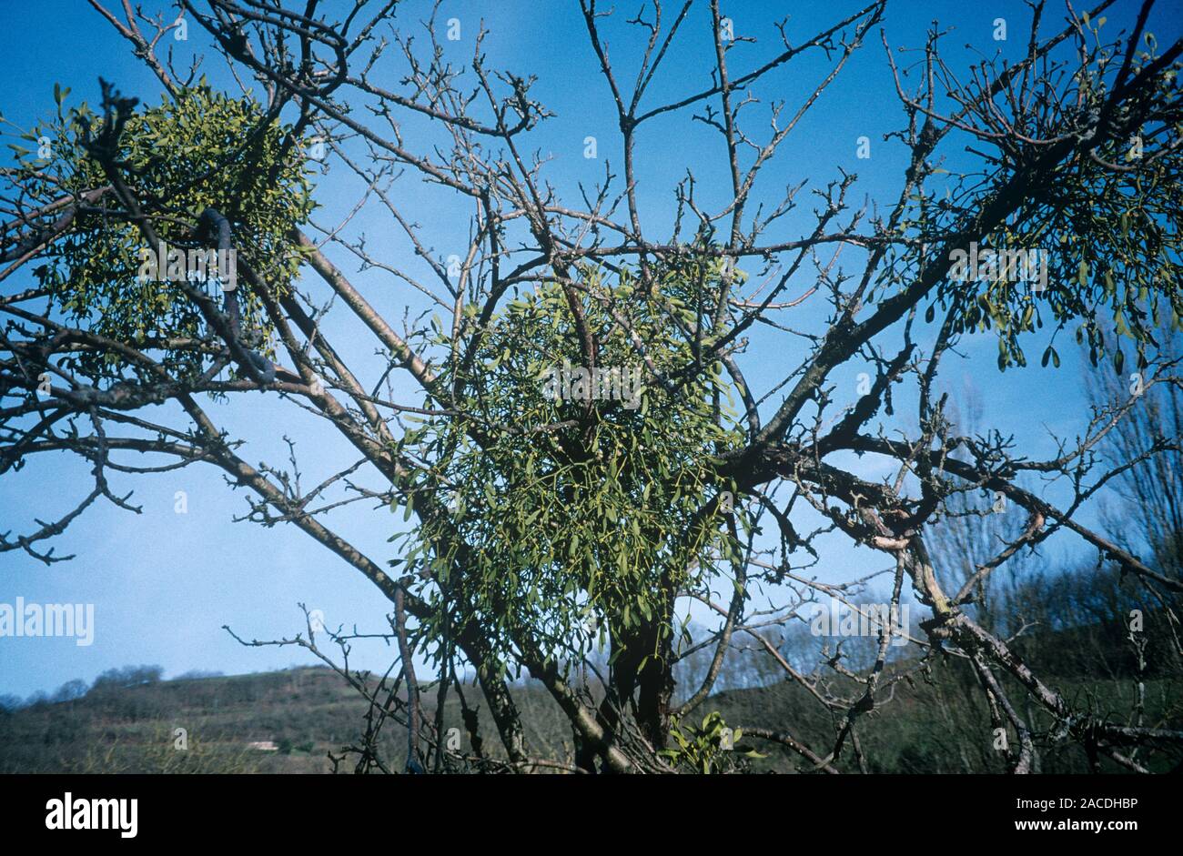 Mistletoe plants (Visicum album) on a tree. Mistletoe is a partial ...