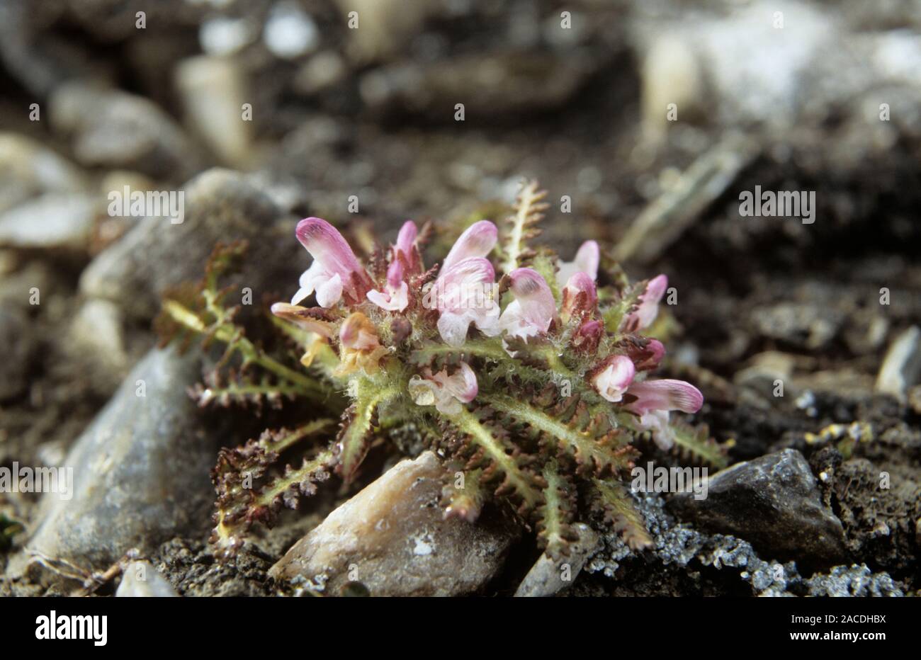 Hairy lousewort flowers (Pedicularia hirsuta). This plant is a root ...