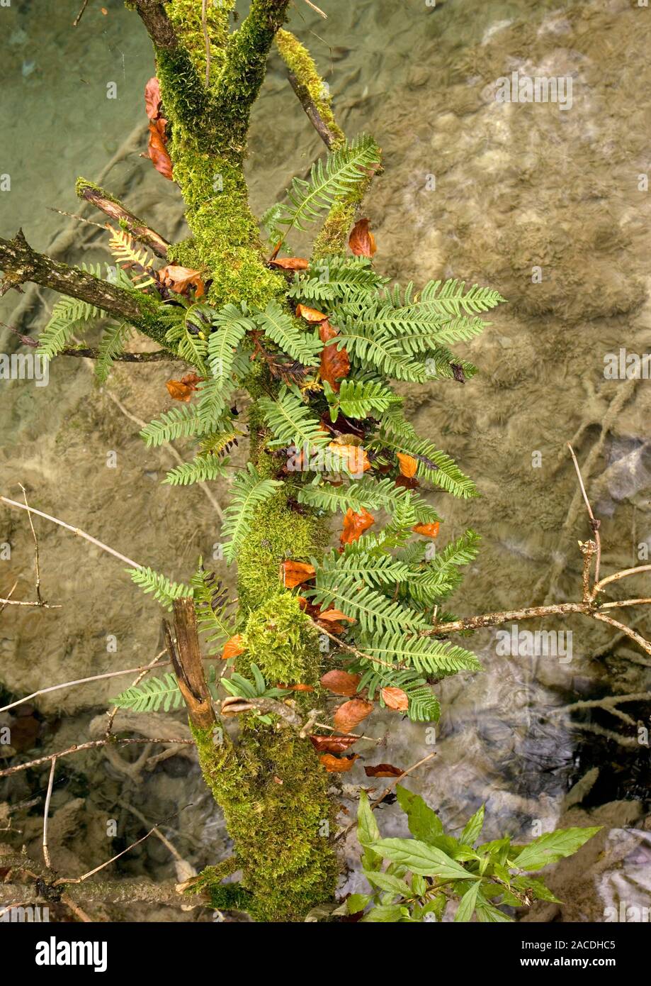 Common polypody fern (Polypody vulgare) on a branch overhanging a ...