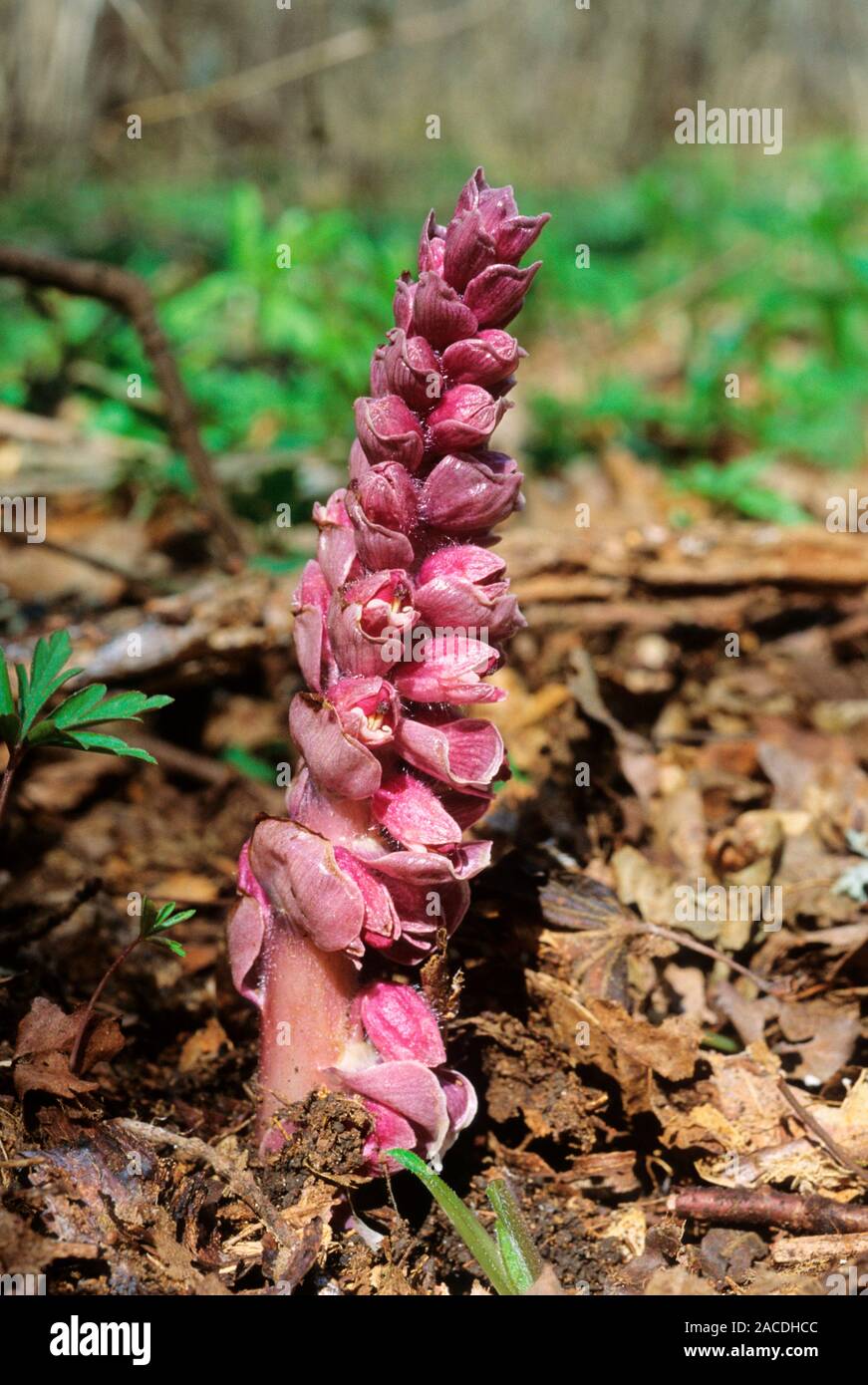 Toothwort flowers (Lathraea squamaria). This plant is parasitic on the ...