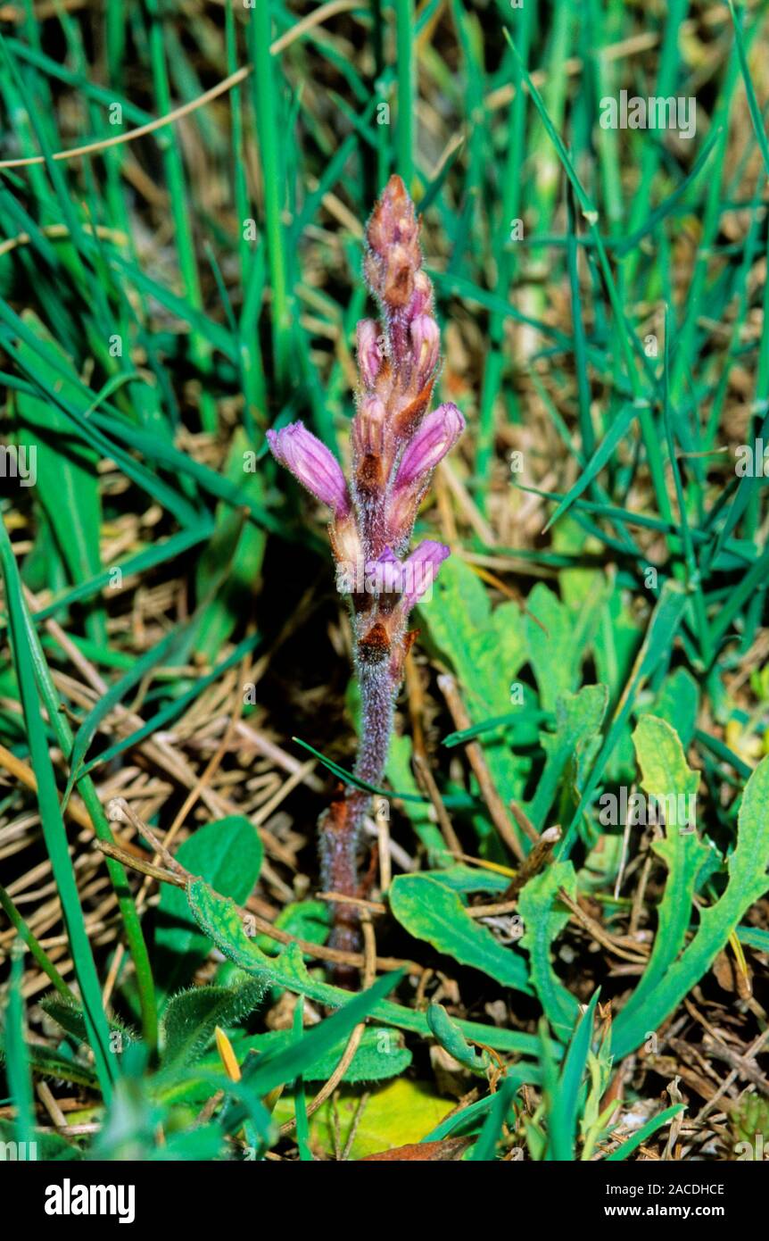 Branched broomrape plant (Orobanche ramosa). This plant lacks ...