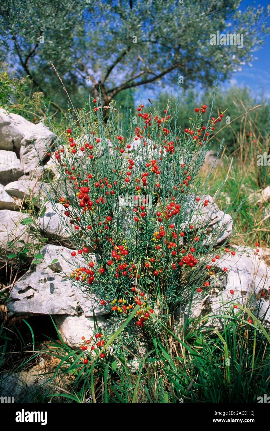 Osyris plant (Osyris alba) fruit (red). This plant is a hemiparasite ...