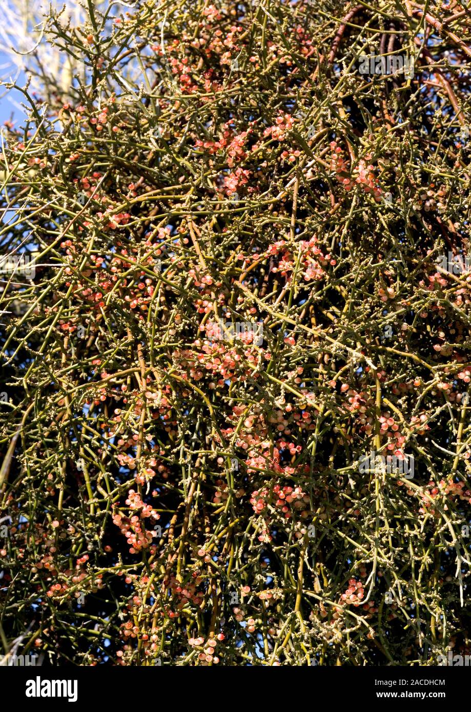 Desert mistletoe fruits (Phoradendron californicum). This shrub is a ...