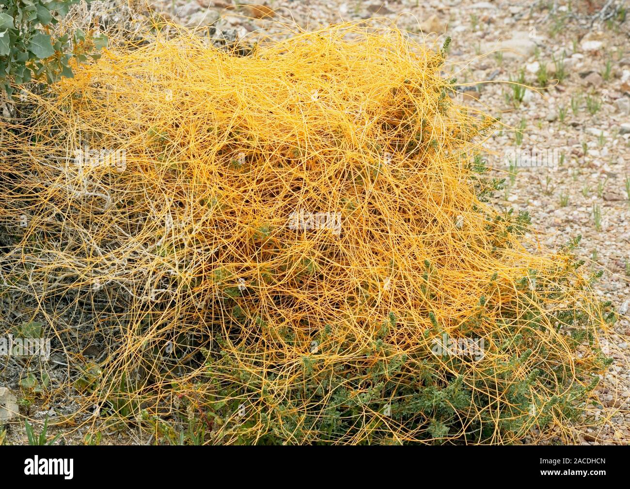 Desert dodder (Cuscuta denticulata, orange) parasitising a white burro ...