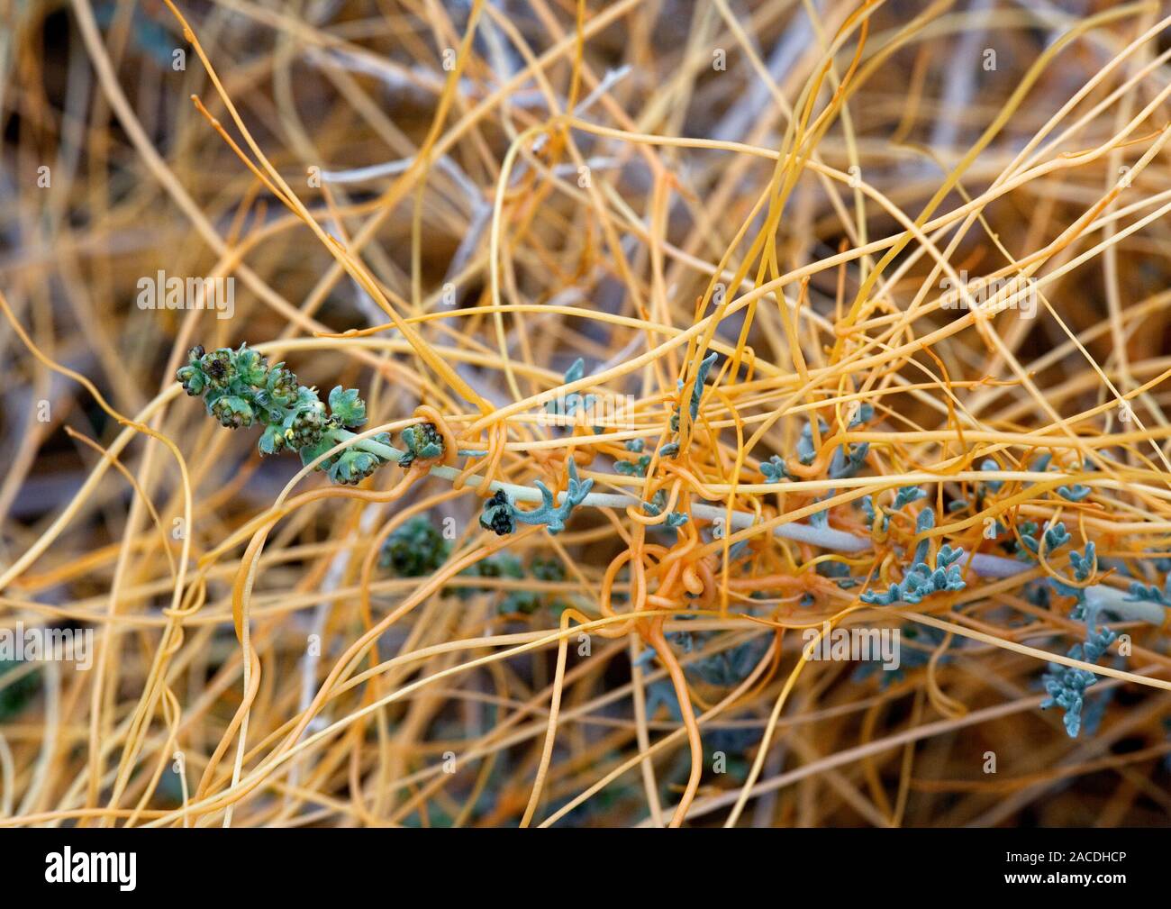 Desert dodder (Cuscuta denticulata, orange) parasitising a white burro ...