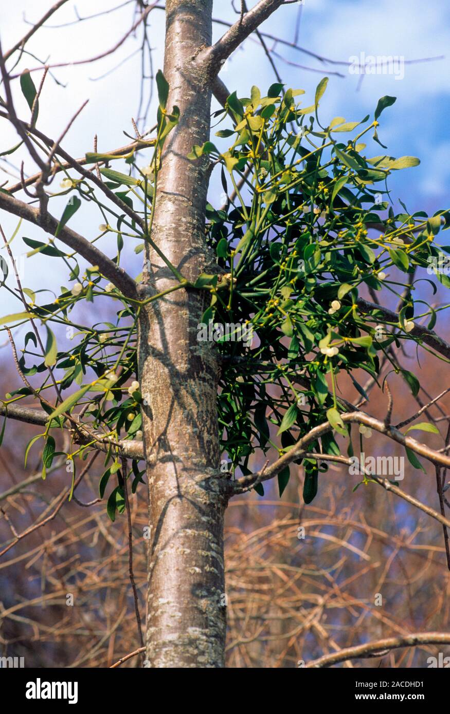 Mistletoe (Viscum album). Mistletoe is a partial parasite. It bears ...